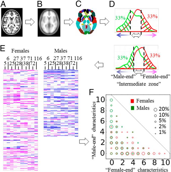 Male And Female Brains The Illustrated Empathy Gap Male And Female Brains The Illustrated Empathy Gap